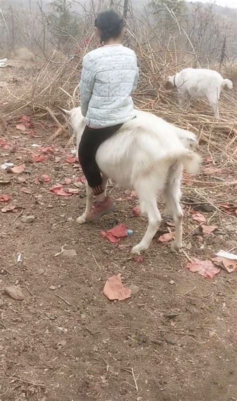 农村骑羊人骑羊大山谷图库