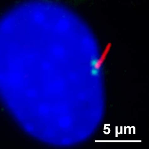 Primary Cilia Red Image Eurekalert Science News Releases