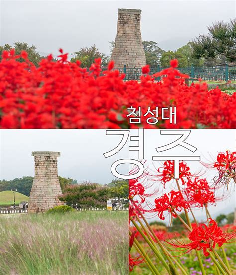 경주 핑크뮬리 시기 첨성대 개화 상황 경주 유적지 주차장 네이버 블로그