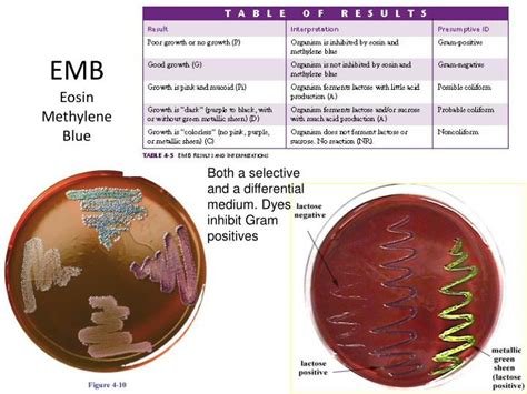 Can Gram Positive Bacteria Grow On Emb Agar At Annie Burress Blog