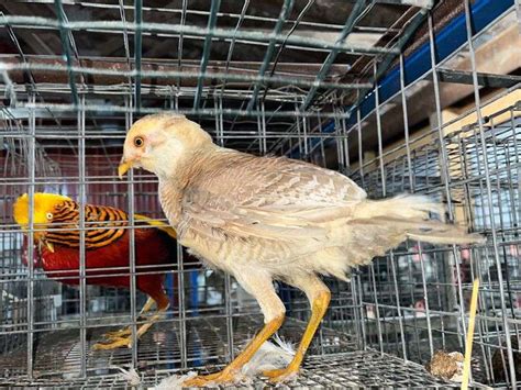 Yellow Golden Pheasant 2022 Hatch Rogers Community Auction Inc