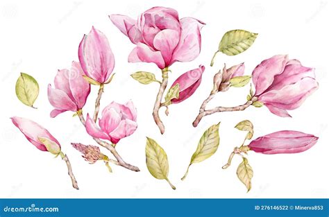 Flores De Magnolia Rosa De Color De Agua A Mano Flores Rosas Y Hojas Clipart Foto De Archivo