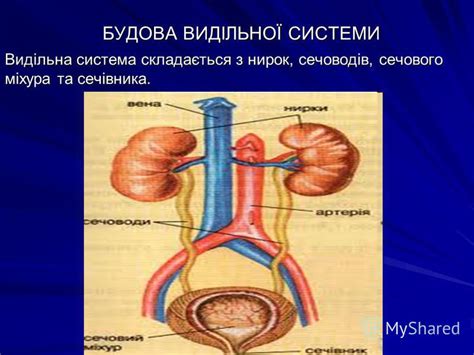 Презентация на тему БУДОВА ВИДІЛЬНОЇ СИСТЕМИ БУДОВА ВИДІЛЬНОЇ СИСТЕМИ