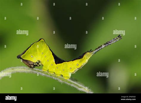 Puss Moth Cerura Vinula Large Fork Tail Large Fork Tails Tooth Moth Insects Moths