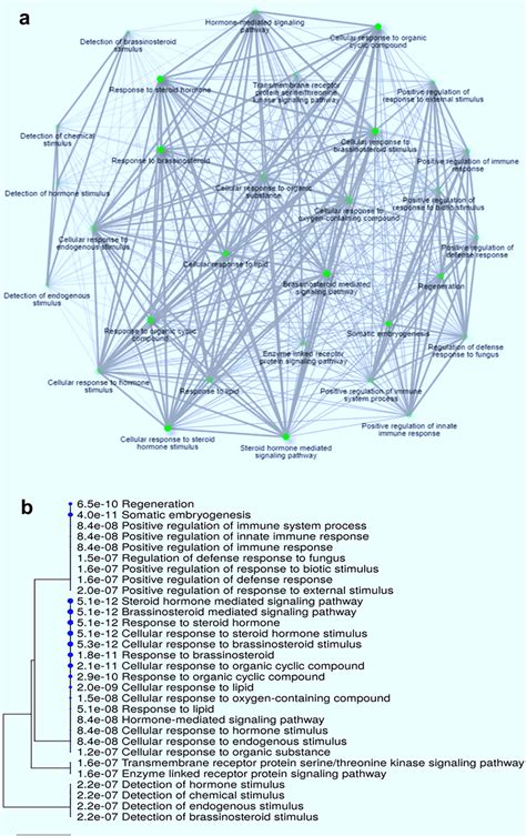 A Network Of Significantly Enriched GO Terms For The Identified TaSERK