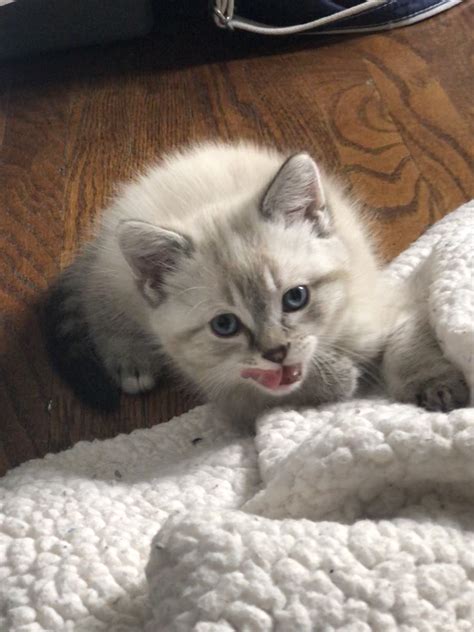 Ragdoll Siamese Lynx Point Mix Thecatsite