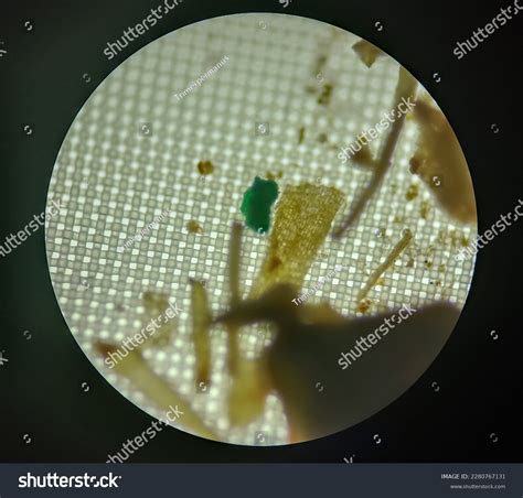 63 Resultados De Imágenes Fotos De Stock E Ilustraciones Libres De