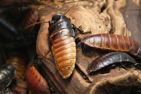 Cockroaches Carry 6 Parasites And 33 Types Of Bacteria Drive Bye Pest Exterminators
