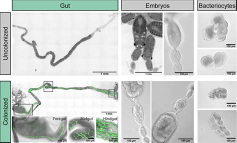 Engineering A Culturable Serratia Symbiotica Strain For Aphid