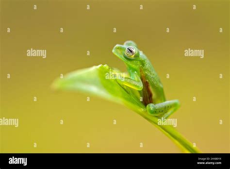 Commonly Known As The Emerald Glass Frog Or Nicaragua Giant Glass Frog