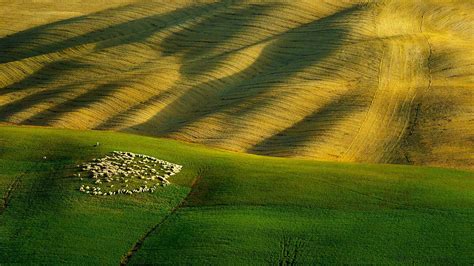 Tuscan Sheep Bing Wallpaper Download