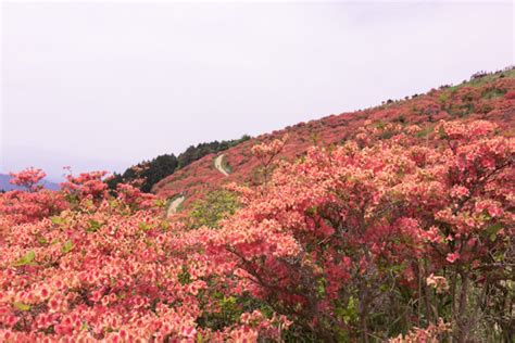 お散歩 in 葛城山つつじ by 朋朋 ID6774246 写真共有サイト PHOTOHITO