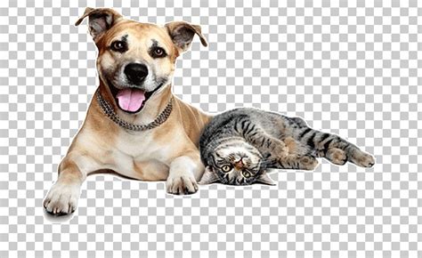 Dogcat Relationship Pet Sitting Dogcat Relationship Veterinarian Png