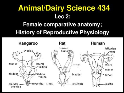 Ppt Animaldairy Science 434 Powerpoint Presentation Free Download