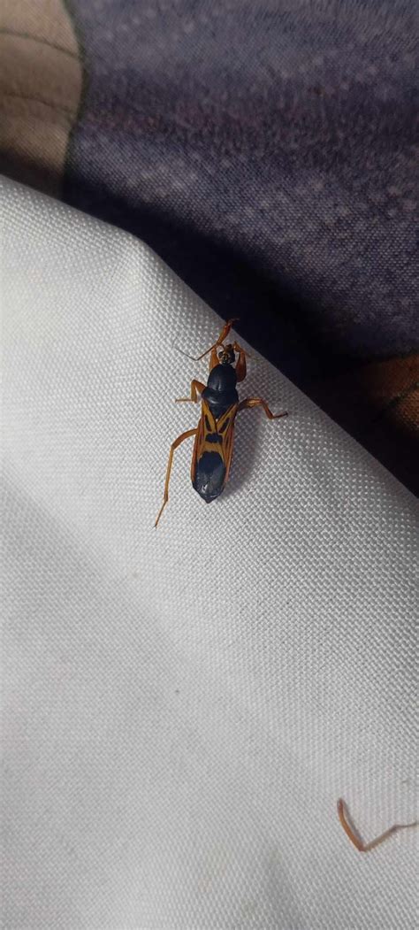 Is This A Assassin Bug Or A Kissing Bug R Whatsthisbug
