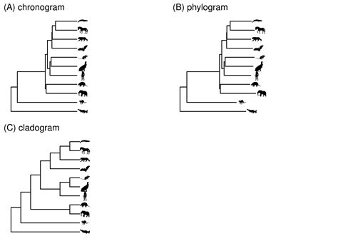Evolutionary Tree Vs Cladogram At Debra Schaper Blog