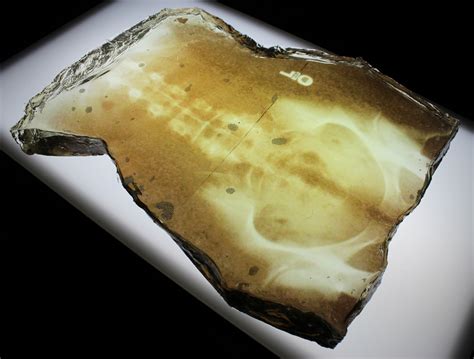 New Resin X Ray Of Pelvis And Ribs