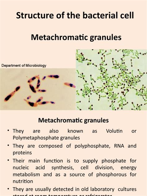 3 Exercise Metachromatic Granules Pdf Bacteria Cell Biology