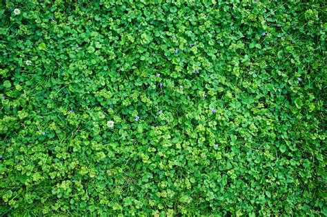 What Is Creeping Charlie And How Do I Control It Roundup
