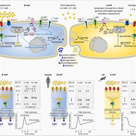 Physiology Of The Human And Rodent β And α Cell A Insulin Secretion