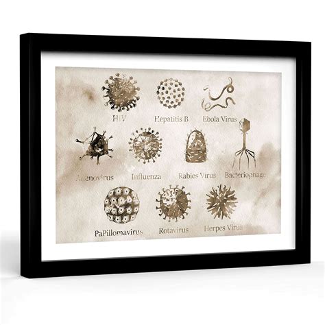 Virus Bacteria Structure Structure Diagrams Virus Bacteria Structure Structure Diagrams