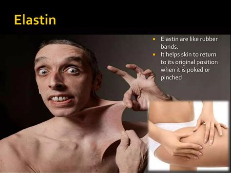 Elastin Powerpoint Pptx