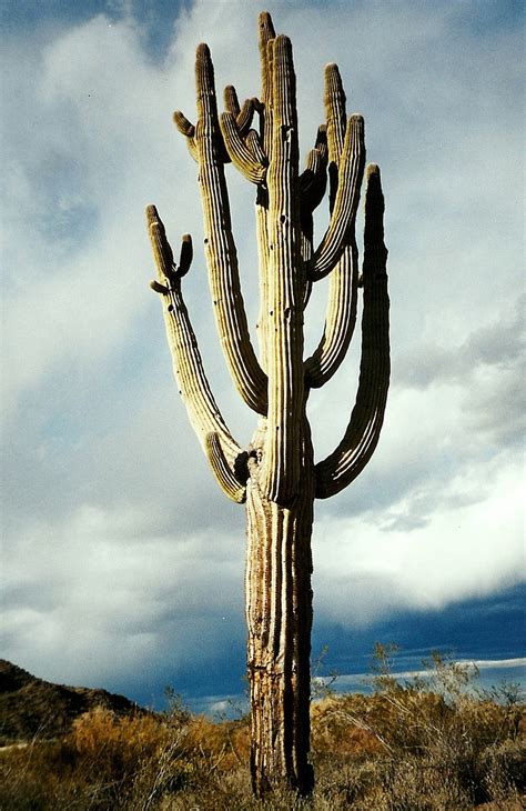 6000 Free Cactus And Nature Photos Pixabay