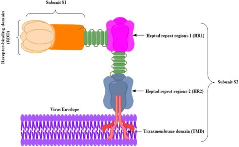 Schematic Diagram Of The Mers Cov S Glycoprotein Anchoring To The Virus