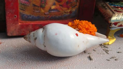 Phalgun Month Shankh Puja 2025 फाल्गुन माह में शंख की पूजा कैसे करें