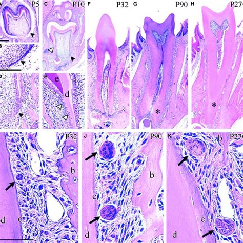 Average Number Of Epithelial Cells Per Epithelial Rests Of Malassez