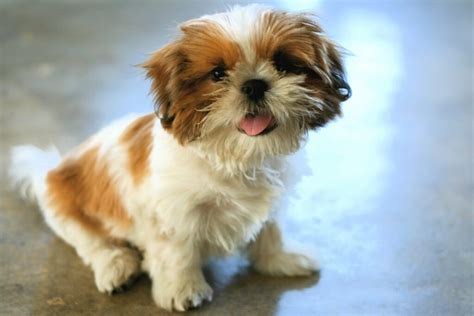 What Your Breeder Wont Tell You Common Health Issues In Popular Dog