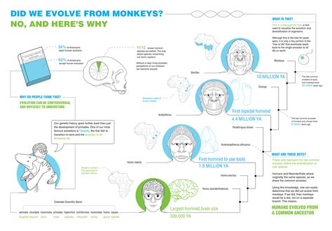 Biological Visualization Allison Mosley