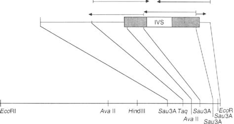 Figure 1 From An Intervening Sequence In An Unusual Histone H1 Gene Of