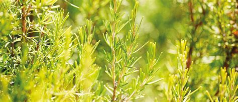 როზმარინი