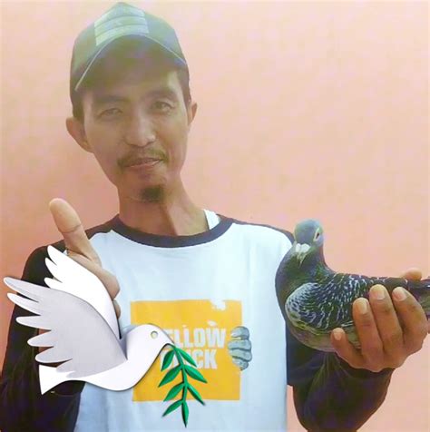 Merpati Hebat Penembus Garis Batas Ini Adalah Pelepasan Merpati Lomba