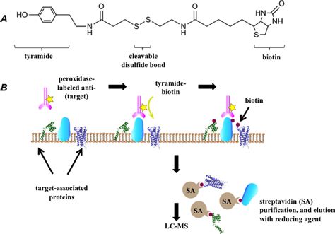 Outline Of The Spplat Protocol A Structure Of The Biotin Tyramide Download Scientific Diagram