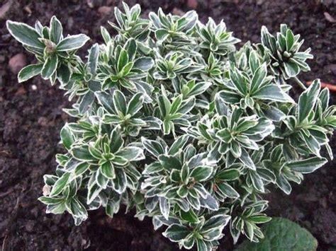 Euonymus Japonicus Microphyllus Albovariegatus Fusain Du Japon Nain