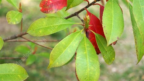 Natural Nature Green Leaf Beautiful Leaves Powerpoint Background For Free Download Slidesdocs