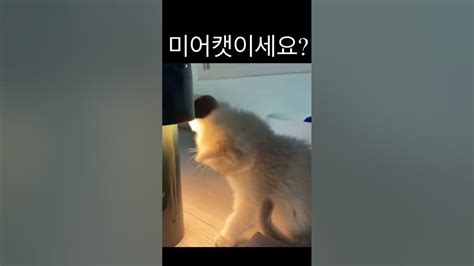 미어캣이세요 고양이 크림냥 Cat 냥춘기 고양이일상 고양이집사 Cute Kitten 고양이브이로그 Cat Catlover Youtube