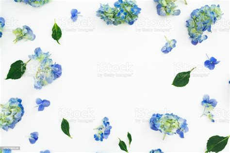 블루 수 국 꽃과 흰색 바탕에 잎의 꽃 프레임 평면 위치 최고 볼 수 있습니다 꽃 배경 수국에 대한 스톡 사진 및 기타 이미지