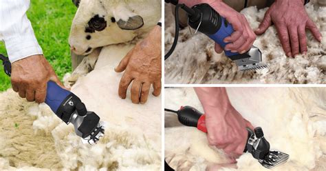 Wool You Believe It The 5 Finest Sheep Shears Revealed