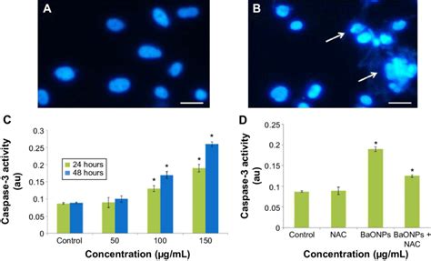 Chromatin Condensation And Stimulation Of Caspase 3 Activity In L929