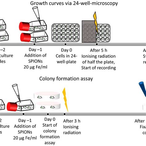 Experimental Setup Of Growth Analysis And Colony Formation Assay A