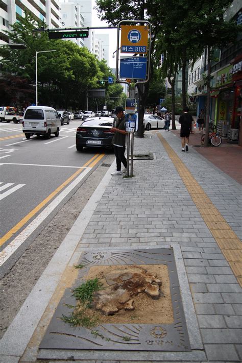 20230621 에공 안양 범계에서 짤려져 나간 가로수 한그루