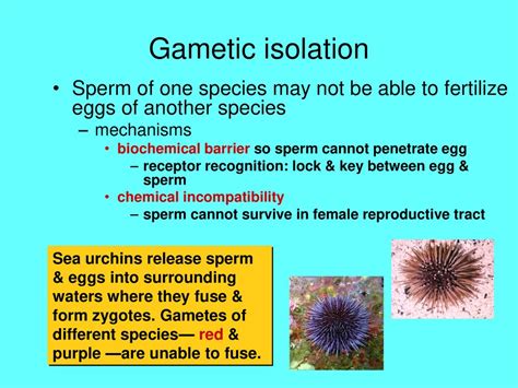 Biological Species Concept Ppt Download