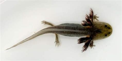 Light Melanoid Axolotl