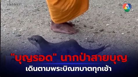ขาวบญรอดนากปาสายบญ เดนตามพระบณฑบาตทกเชา ขวญใจชาวบาน