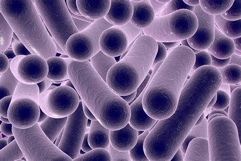 Clostridium Difficile An Intestinal Infection On The