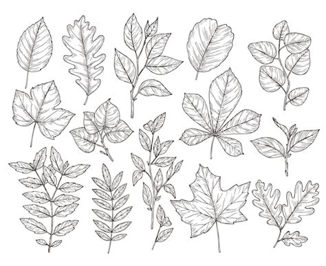 Folhas Da Floresta De Mão Desenhada Desenho De Folha De Outono