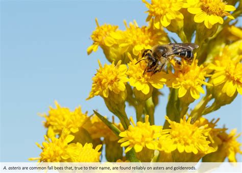 Andrena Asteris Field Identification